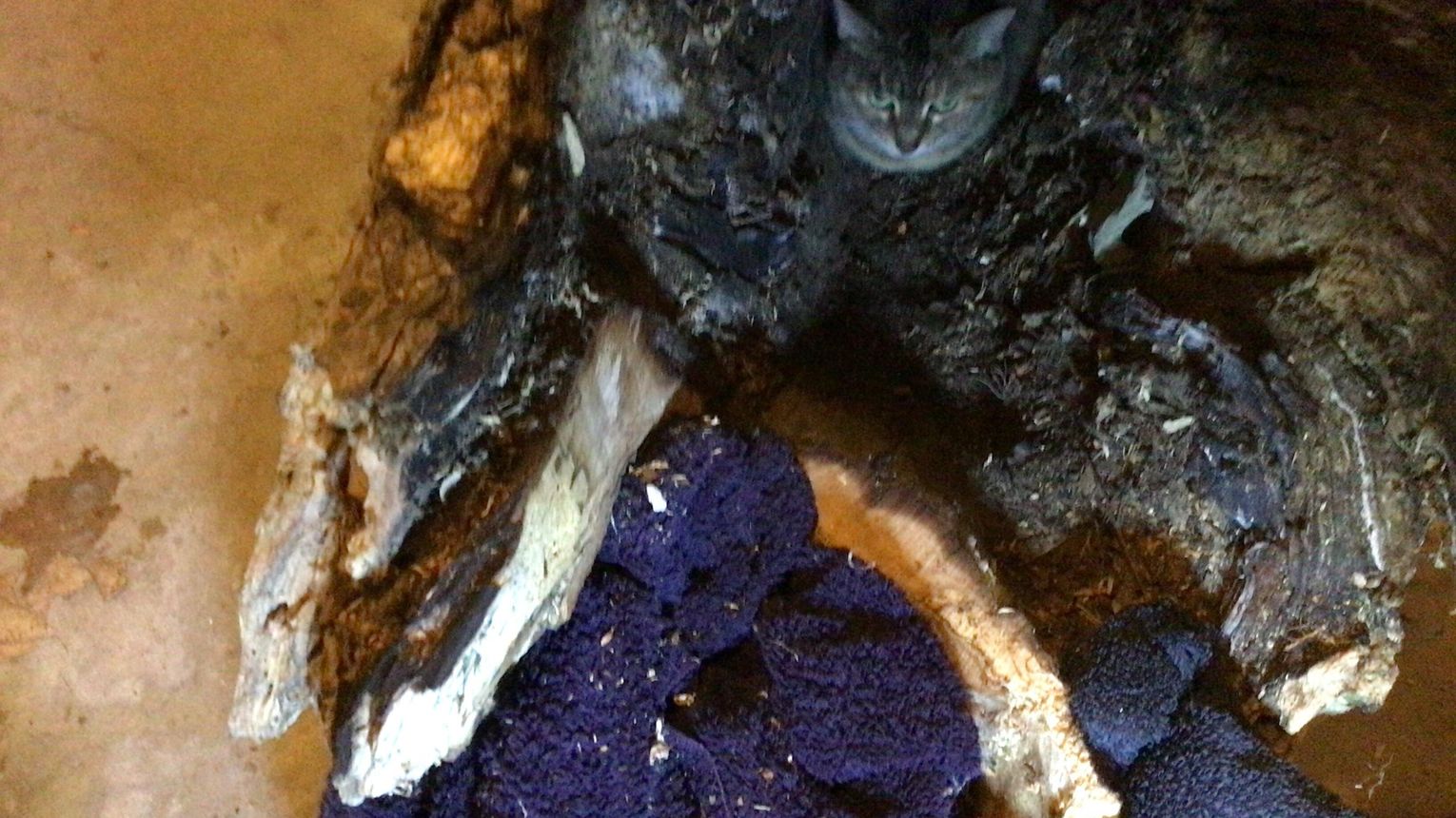 'Hidy' the elusive cat found in tree root