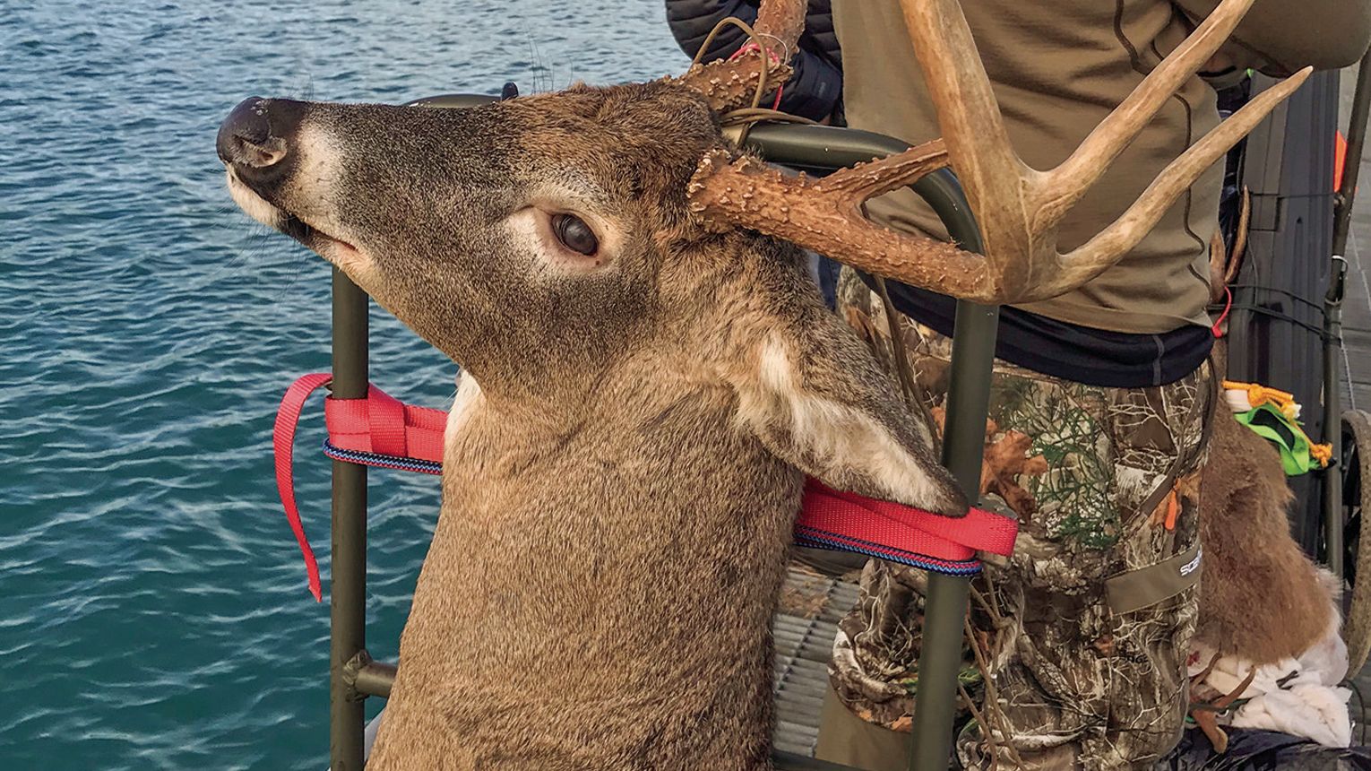 Island deer hunt will be more expensive