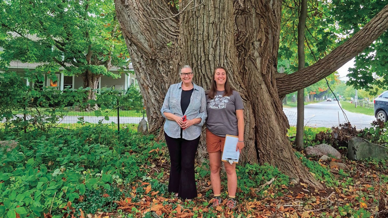 Northport Cottonwood a winner in Big Tree Hunt