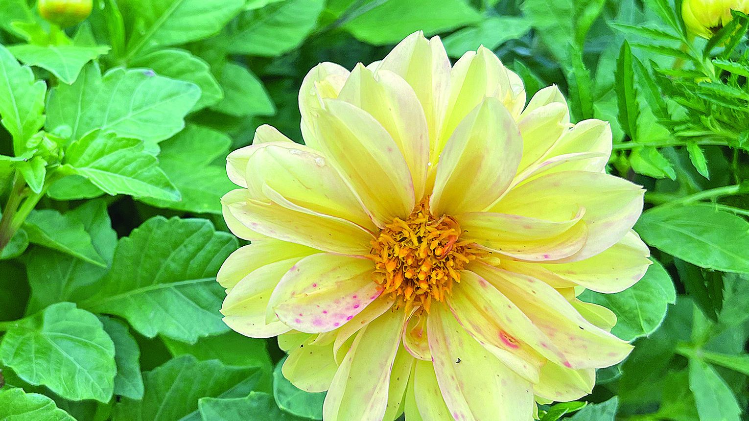 Preparing the flower beds for fall